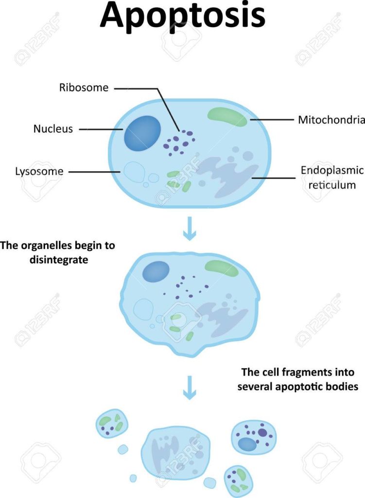 Fucoidan Inducing Apoptosis | Cancer and Fucoidan
