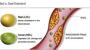 images(5) cholesterol | Cancer and Fucoidan