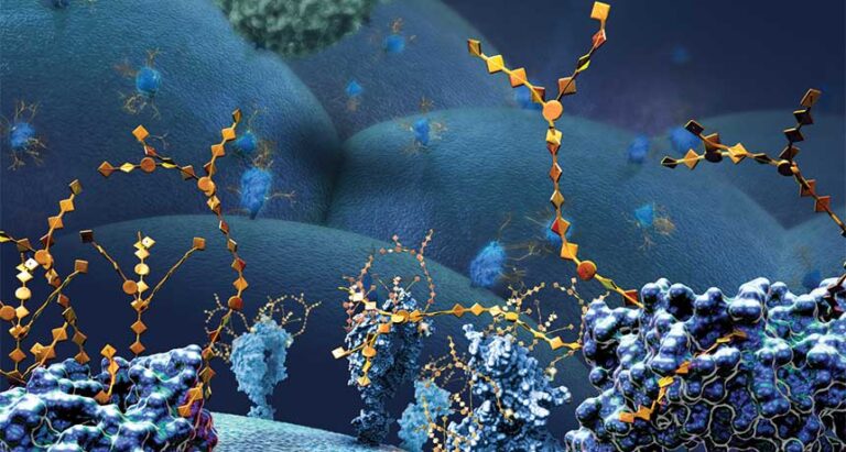 Fucoidan immune effect and cancer treatment | Cancer and Fucoidan