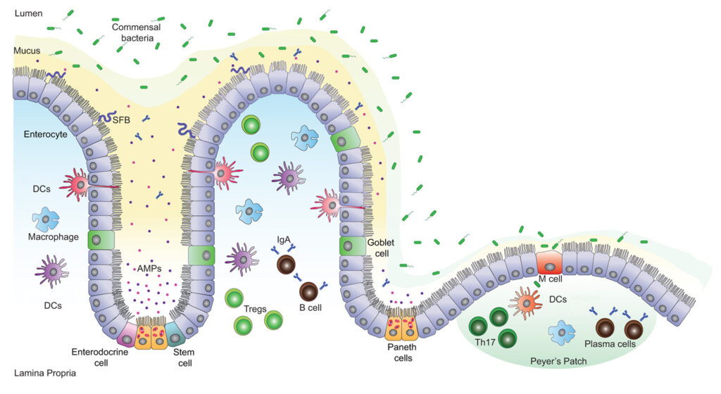 Intestinal antimicrobial peptides during homeostasis, infection ...