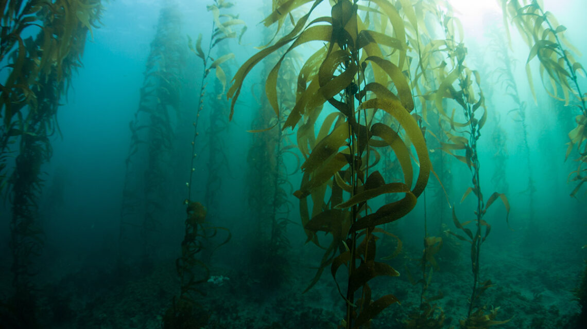 The Novel Mechanism of Fucoidan’s Anti-Tumor Activity | Cancer and Fucoidan