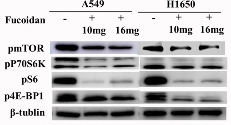 Antitumor Effect and Molecular Mechanism of Fucoidan In Non-Small Cell ...